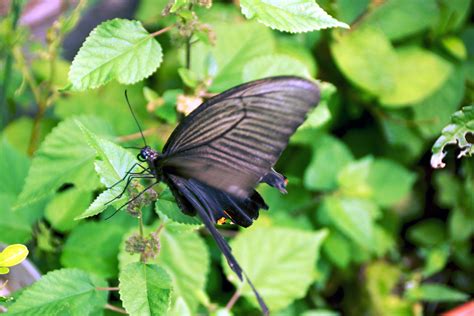 ミヤマカラスアゲハ横森花壇 阿部 準英 Flickr