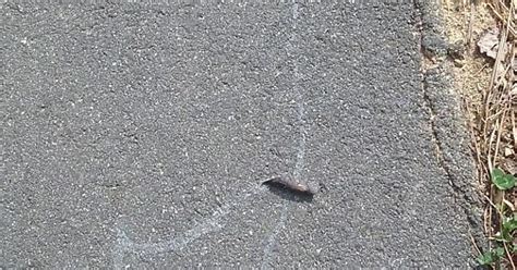 A Dead Slugs Final Journey Imgur