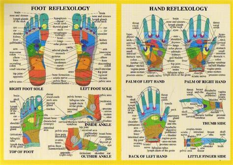 Hand And Foot Reflexology A4 Chart Acumedic Shop