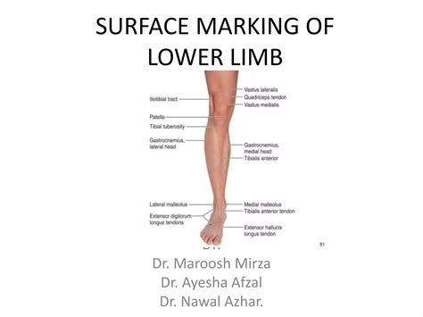 Surface Marking Of Lower Limbpptx