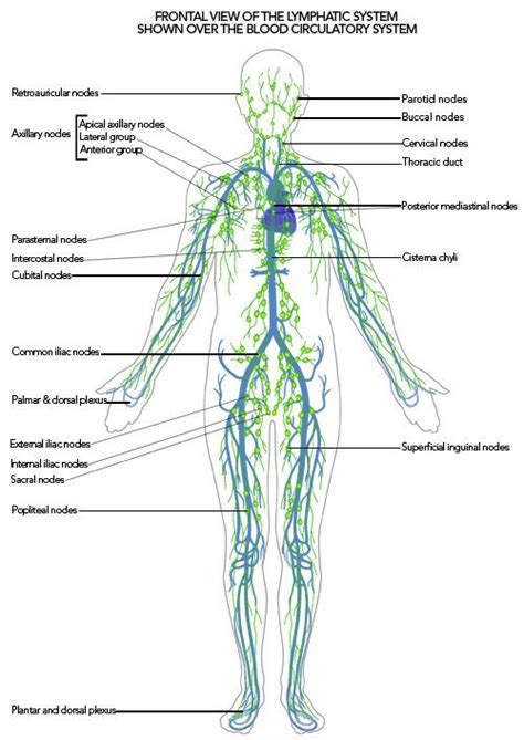 The Lymphatic System Lymphatic Therapy