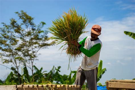 Pertanian Modern Dengan Sensor Iot Untuk Monitoring Tanaman