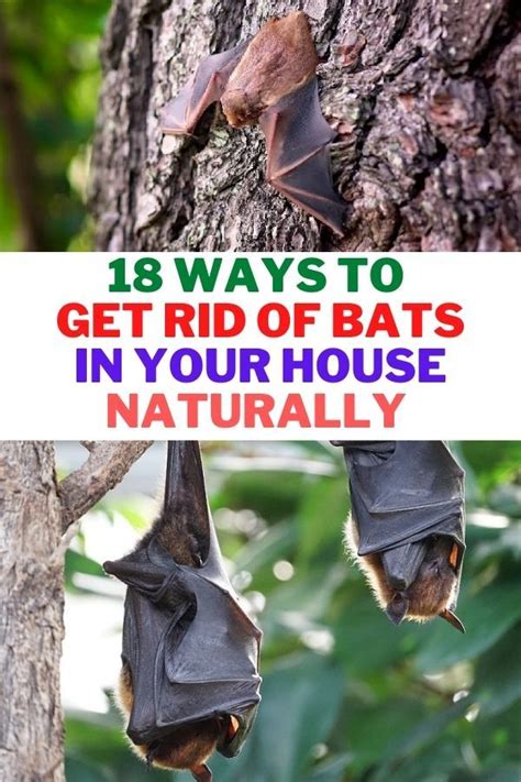 18 Ways To Get Rid Of Bats In Your House Naturally Getting Rid Of