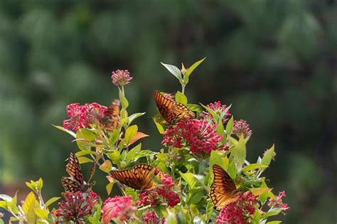 어두운 녹색 Bokeh 배경에 빨간색 스타 꽃 부시 에 많은 오렌지 Fritillary 나비 곤충에 대한 스톡 사진 및 기타