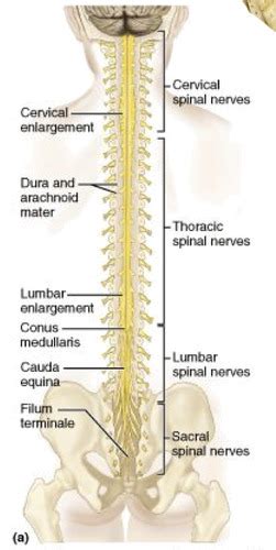 Spinal Cord Brainstem Anatomy Sensory Pathways Motor Descending