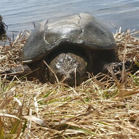 Nsfw Why Is My ~1yo Alligator Snapper So H Rny R Snappingturtles