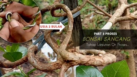 Gerak Dasar Bonsai Sancang Meliuk Tahap Lanjutan YouTube