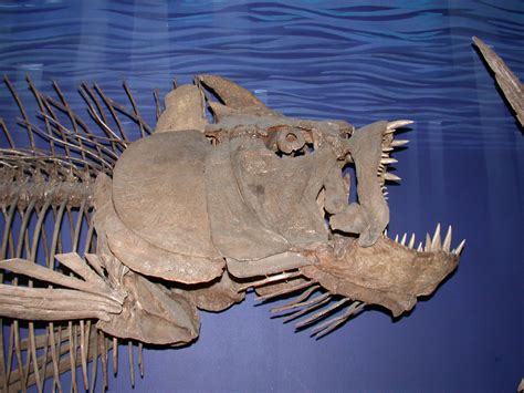 Xiphactinus Audax On Display At The Museum Of Aincient Lif Flickr