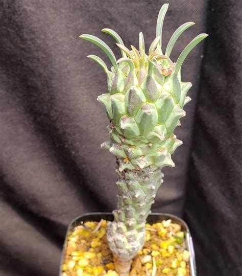 Niche Plants On Tumblr