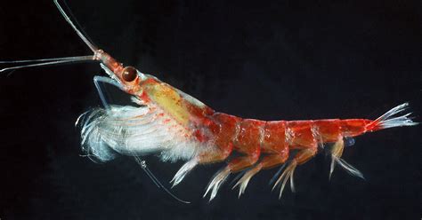 Antarctic Krill Australian Antarctic Program