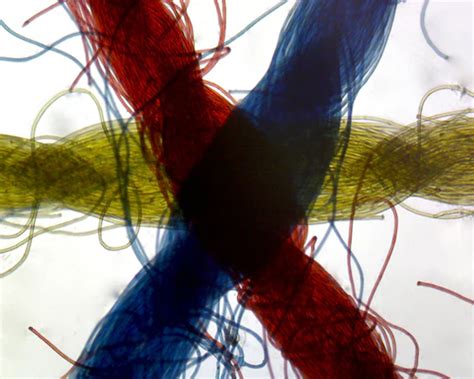 Prepared Microscope Slide Crossed Colored Threads Yellow Then Blue