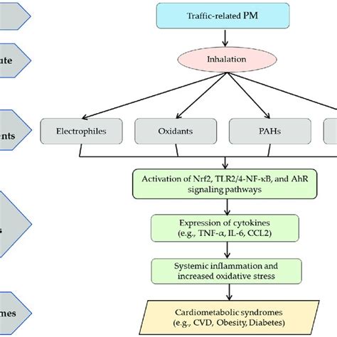 A Conceptual Diagram Of Traffic Related Particulate Matter Pm Induced Download Scientific