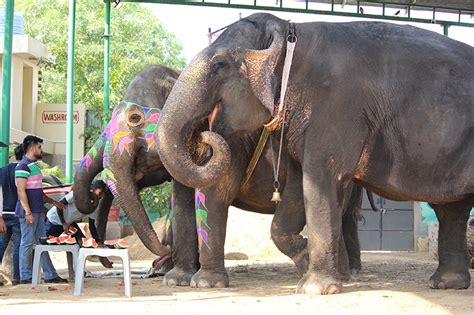 Elephant Tourism In Jaipur Elephant Tour Jaipur Ele Jungle