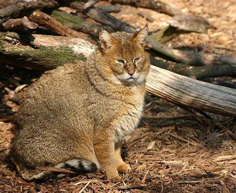Jungle Cat Facts Characteristics Habitat Pictures And More