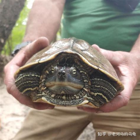 地图龟能长多大怎么养长得快 知乎