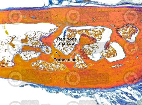 Mammal Spongy Osseous Tissue Skull Transverse Section 64x Spongy