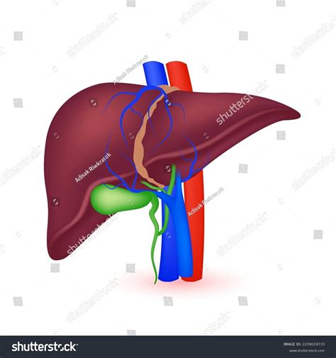 Liver Anatomy Model Isolated On White Stock Vector Royalty Free