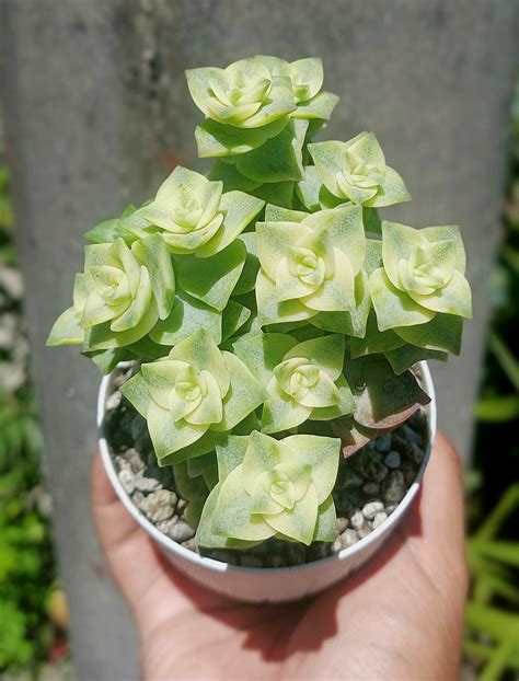 First Flowering Lithops Rsucculents