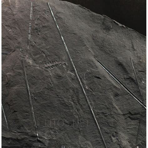 Polymorphopteris Polymorpha Fosil