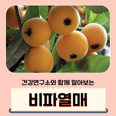 비파열매효능 10가지와 먹는법 네이버 블로그