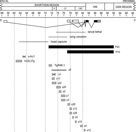 Schematic Diagram Of The Dpp Gene The Three Regions Of Dpp Are Shown Download Scientific