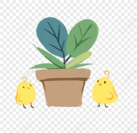 작고 귀여운 닭고기와 화분 Png 일러스트 무료 다운로드 Lovepik