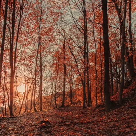 Stream Maple In The Wind By Under The Maple Tree Listen Online For