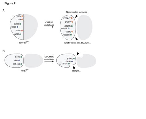 Solution Based Structural Analyses Reveal Conformational Opening Download Scientific Diagram