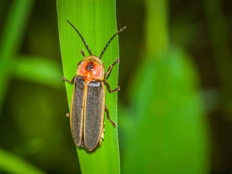 100 Lightning Bug Wallpapers