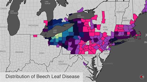 Beech Leaf Disease Distribution Untamed Science