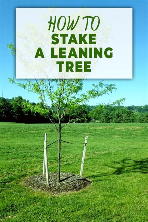How To Stake A Leaning Tree Tree Support Tree Stakes Redbud Tree