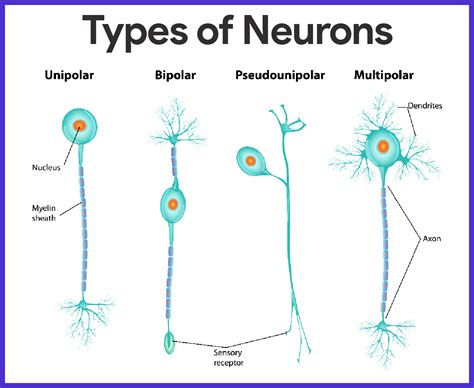 Nervous System Anatomy And Physiology Nurseslabs
