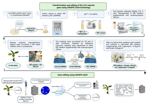 Establishing A Genome Editing Platform Of Banana In Ecuador Challenges