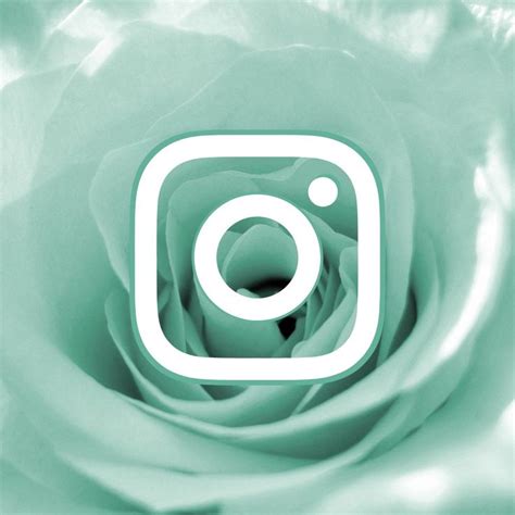 Instagram Logo On White Rose