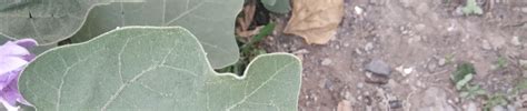 Automatic Weed Detection In Brinjal Crop Kaggle