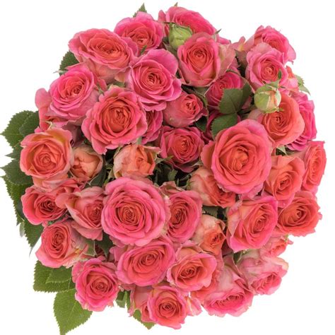 Rose Verzweigt Rosa Chimo 5blüte 50cm Rosen Tros Import Heyl