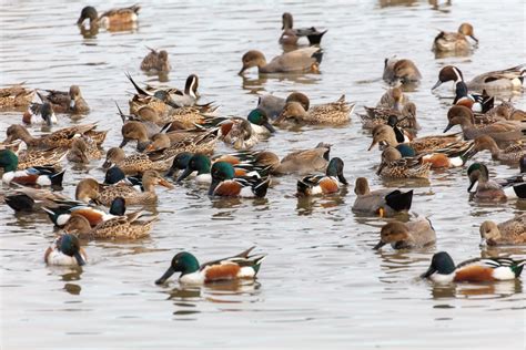 Non Tidal Wetlands And Waters Dabbling Ducks And Waterbirds