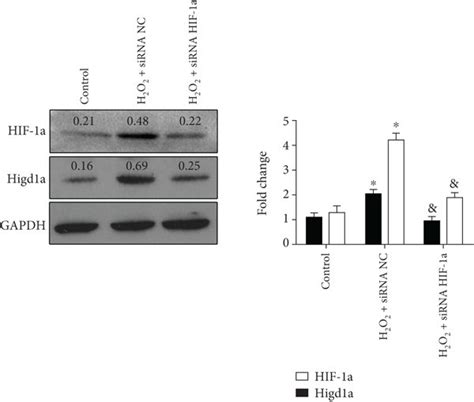 Ros Promote Higd1a Expression By Upregulating Hif 1a A Hif 1a
