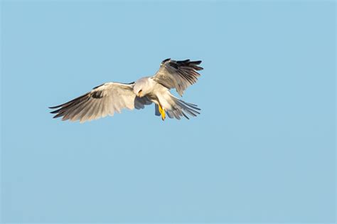 흰 꼬리 연 파업 북 캘리포니아에서 야생에서 본 하의 아주 가까운 보기 White Tailed Kite에 대한 스톡 사진 및
