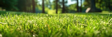 Premium AI Image A Lawn With Trees In The Background