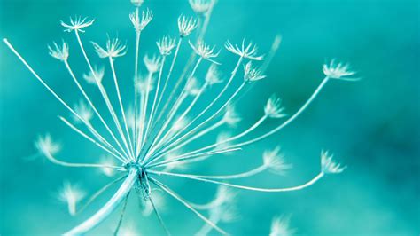 מדיטציית כוונה מיכל גורל Youtube