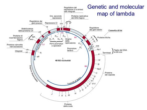 Microbiologia Generale Ppt Video Online Download