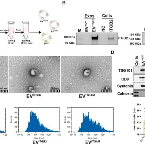Generation Of Itgamitgb2 Overexpressing Evs A Hek293t Cells