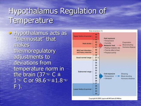 Ppt Thermoregulation Powerpoint Presentation Free Download Id269735