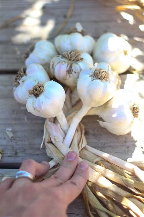 How To Braid Garlic • The Prairie Homestead