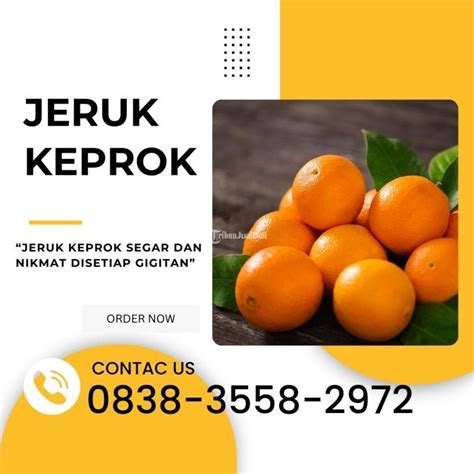 Distributor Jeruk Keprok Papagan Di Malang Tribun Jualbeli