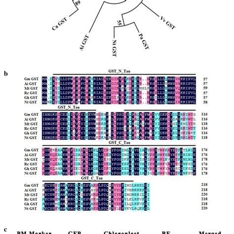 Sequence Analysis And Subcellular Localization Of Gmgst A Phylogenetic