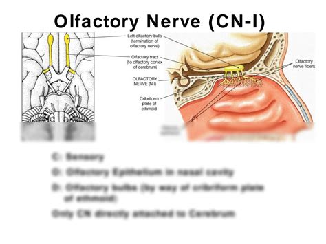 SOLUTION Spinal Cranial Nerves Studypool