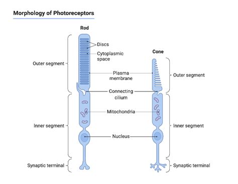 Morphology Of Photoreceptors Biorender Science Templates