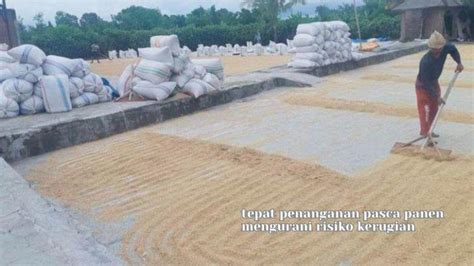 PAHAMI SUSUT HASIL AGAR TIDAK RUGI